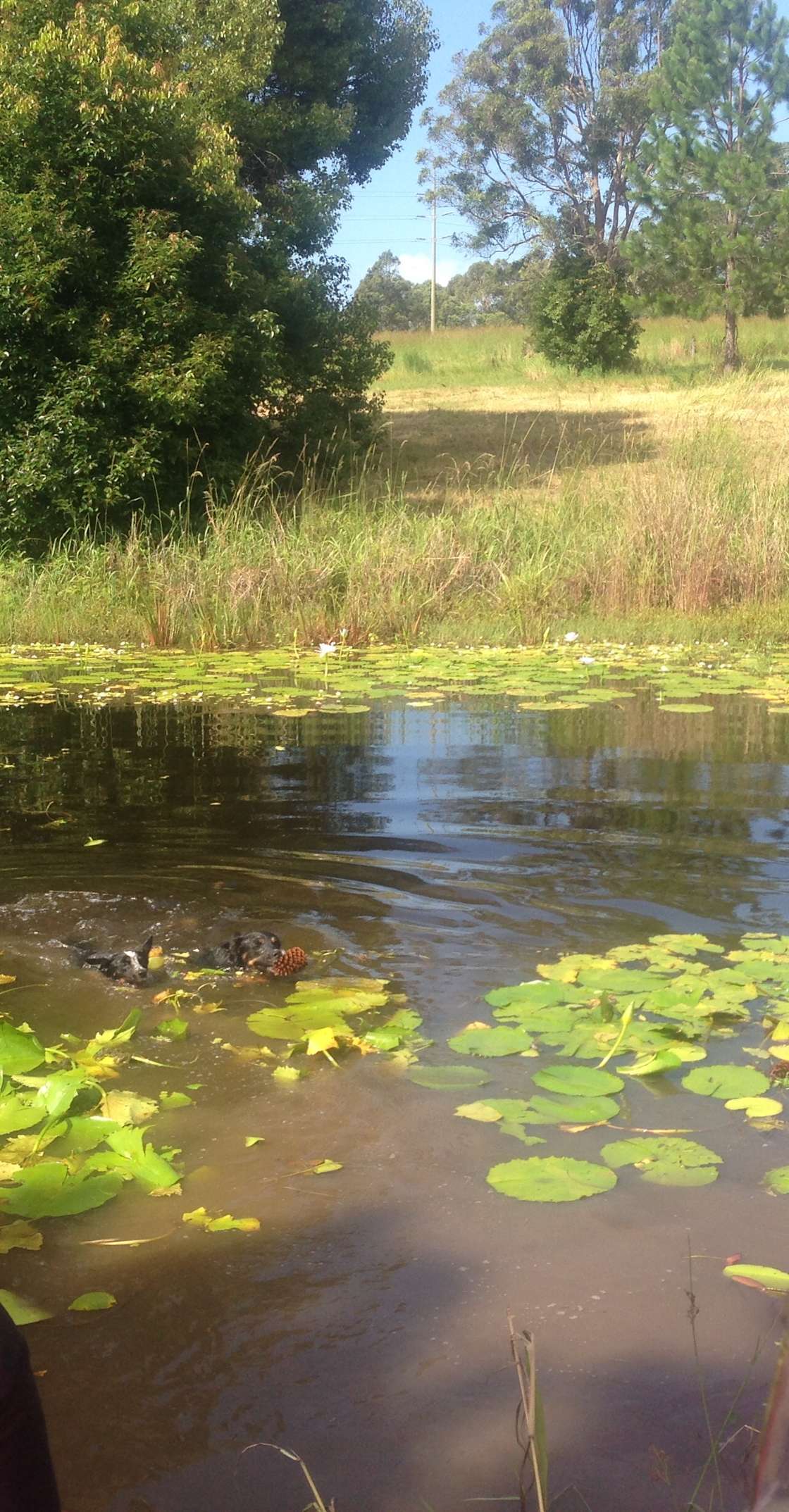 Mid North Coast Tranquil Farm Stay - Hipcamp in Frederickton, New South ...