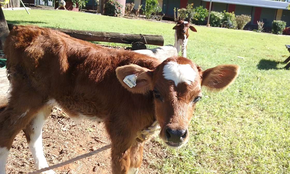 Myella Farm Stay - Hipcamp in Kokotungo, Queensland
