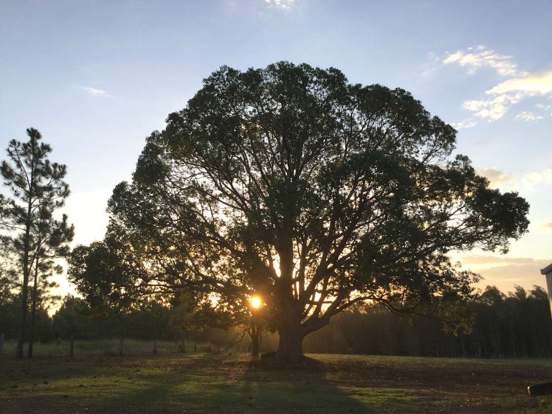 Mid North Coast Tranquil Farm Stay - Hipcamp in Frederickton, New South ...