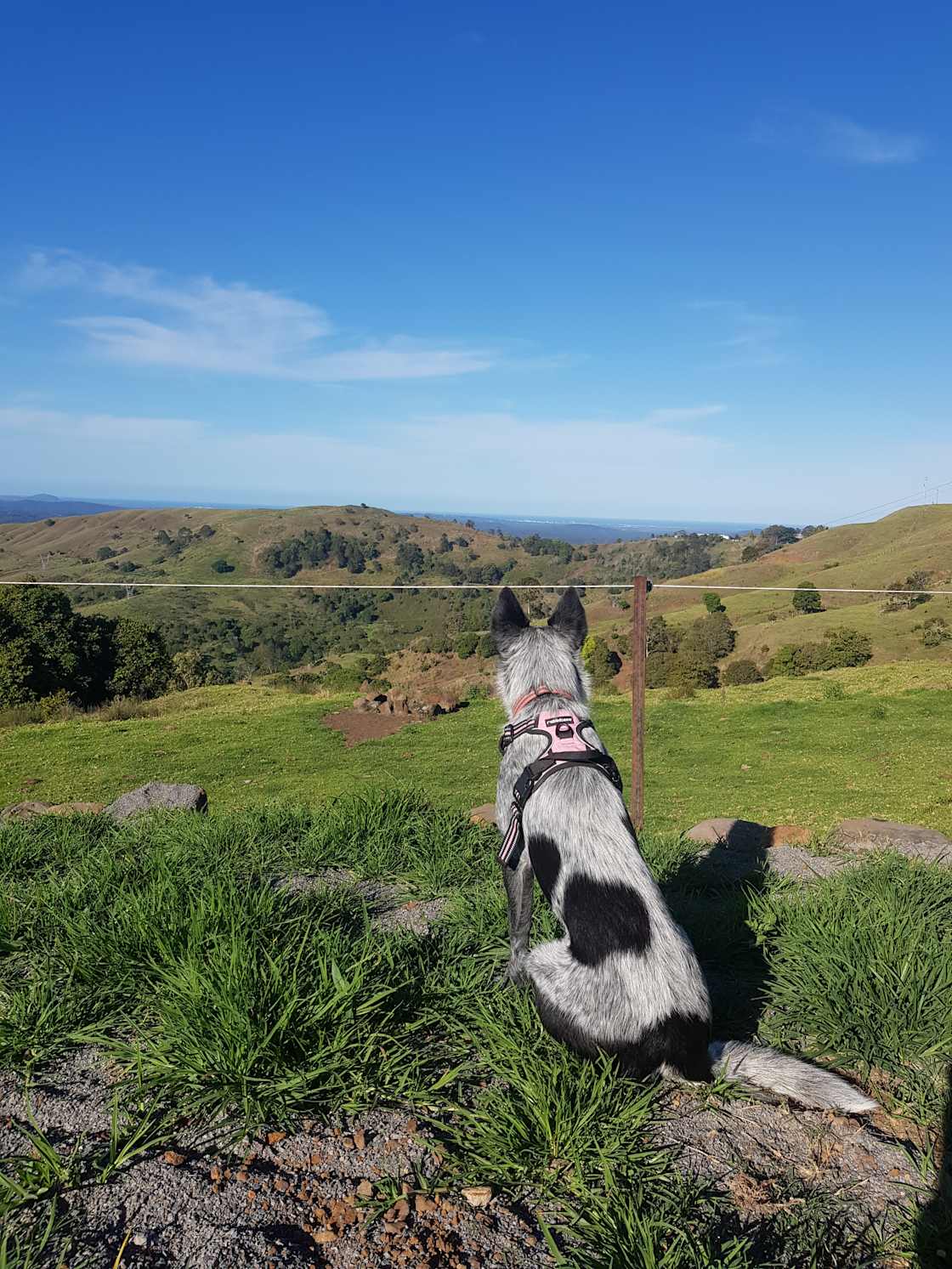 Discover the best dog-friendly campgrounds in Australia