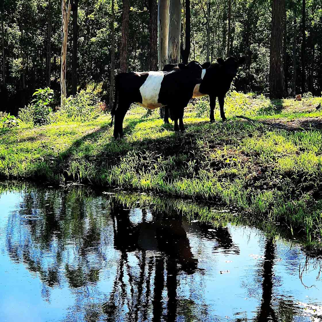 Camping in Sunshine Coast, Queensland: Best Sunshine Coast Campgrounds ...