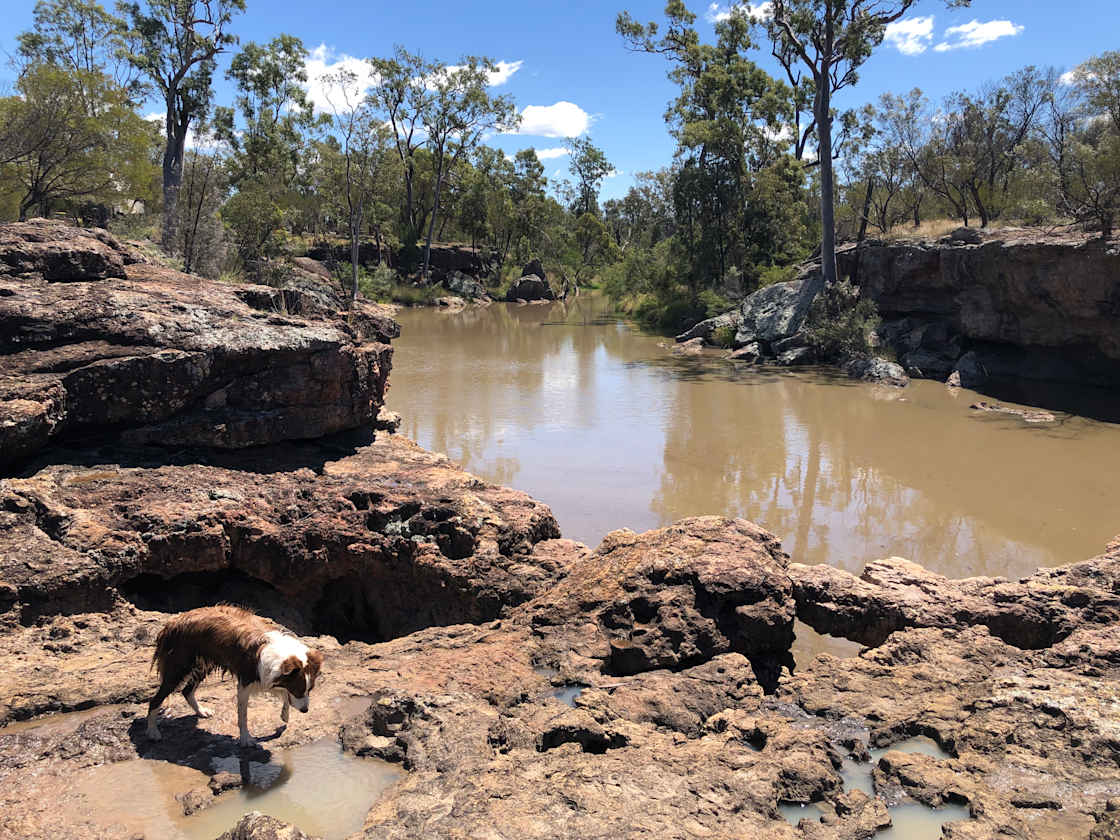 Discover the best dog-friendly campgrounds in Queensland