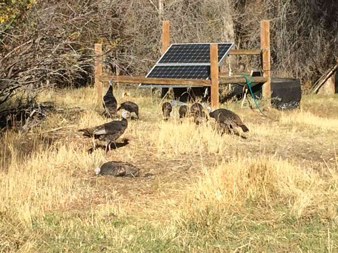 Kennedy Ranch - Lamoille Creek - Hipcamp in Lamoille, Nevada
