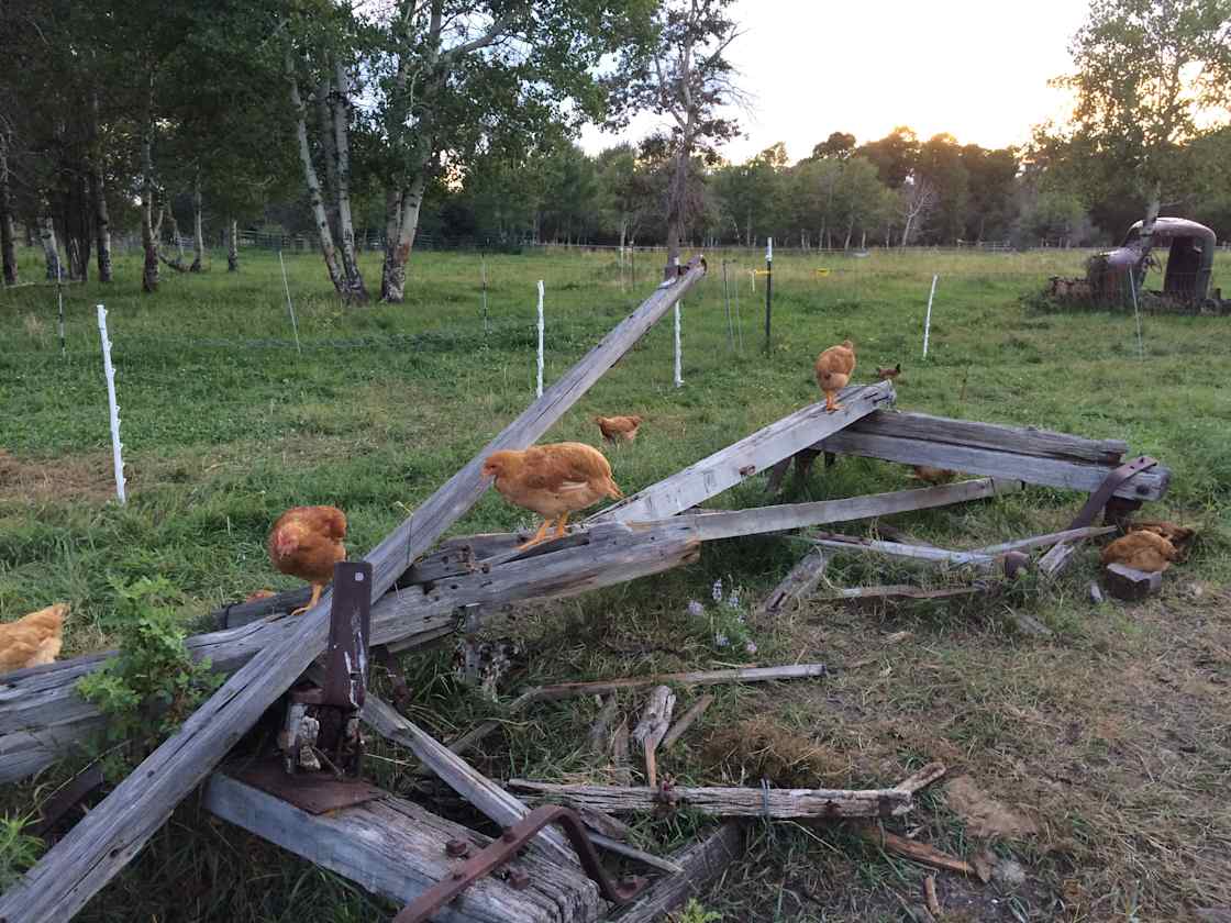 Kennedy Ranch - Lamoille Creek - Hipcamp in Lamoille, Nevada
