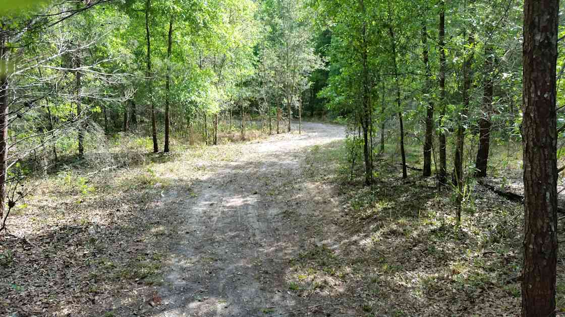 Croom Campsite - Hipcamp in Brooksville, Florida