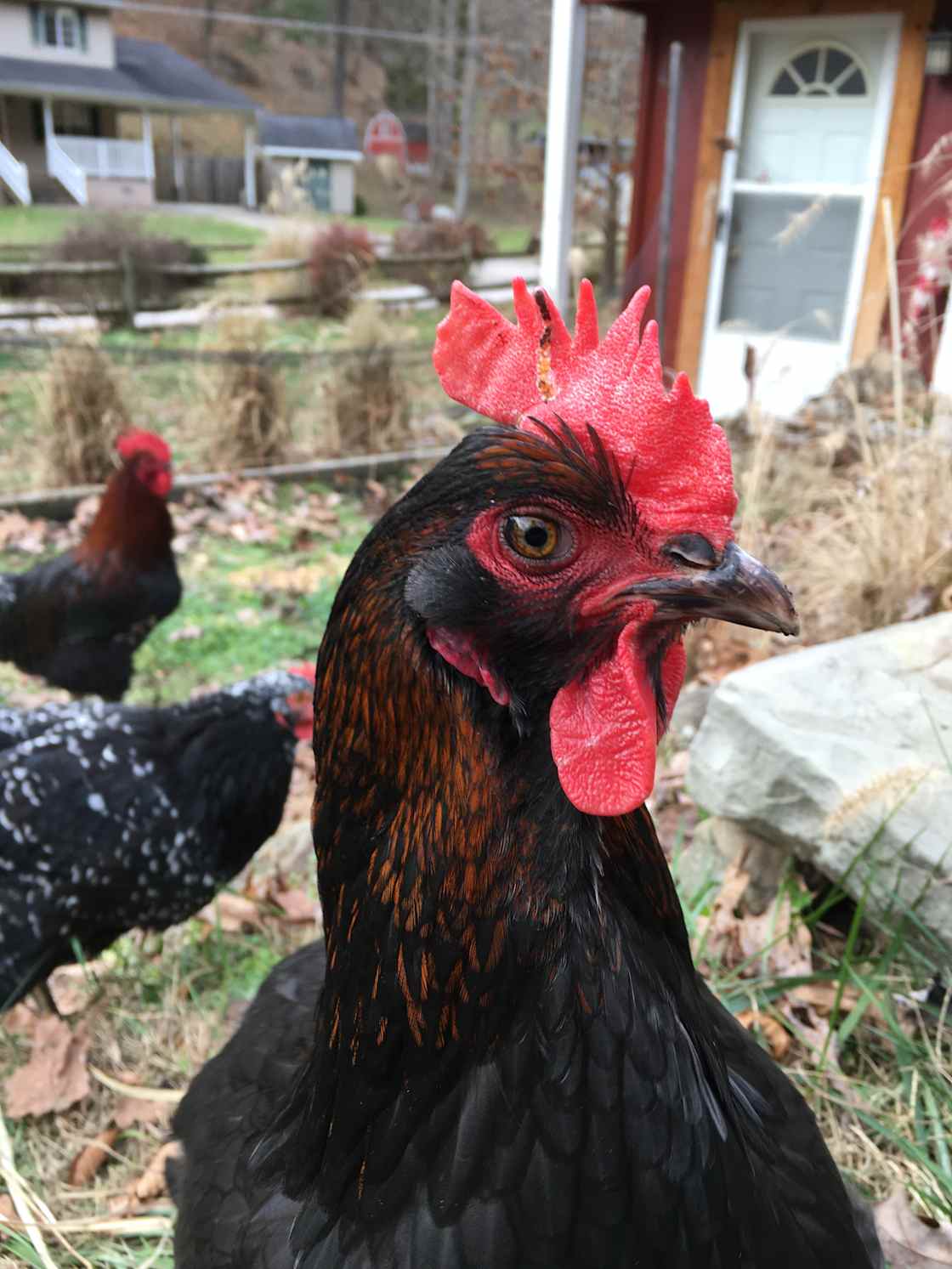 Holler life in WVa hills - Hipcamp in Charleston, West Virginia