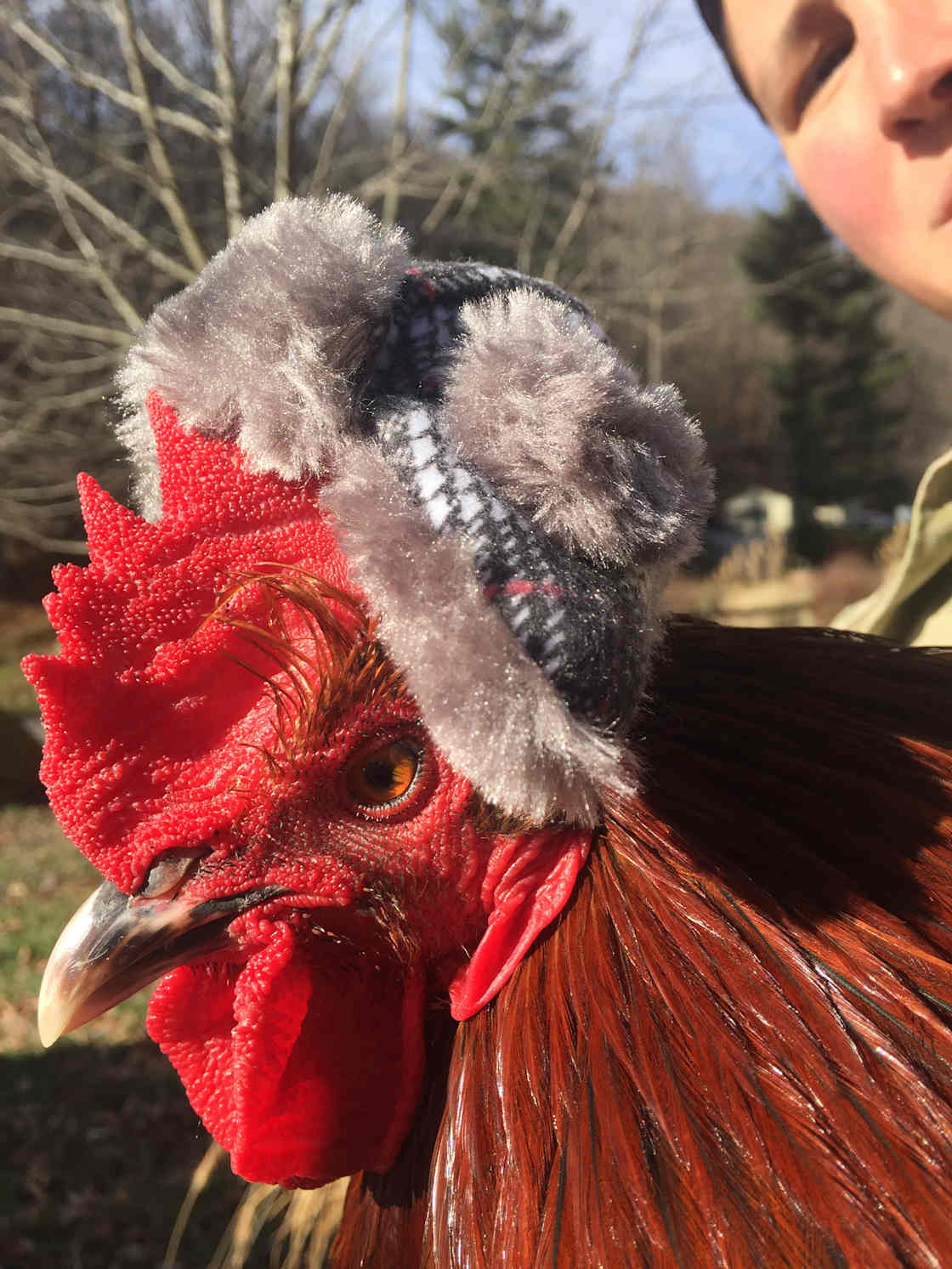 Holler life in WVa hills - Hipcamp in Charleston, West Virginia