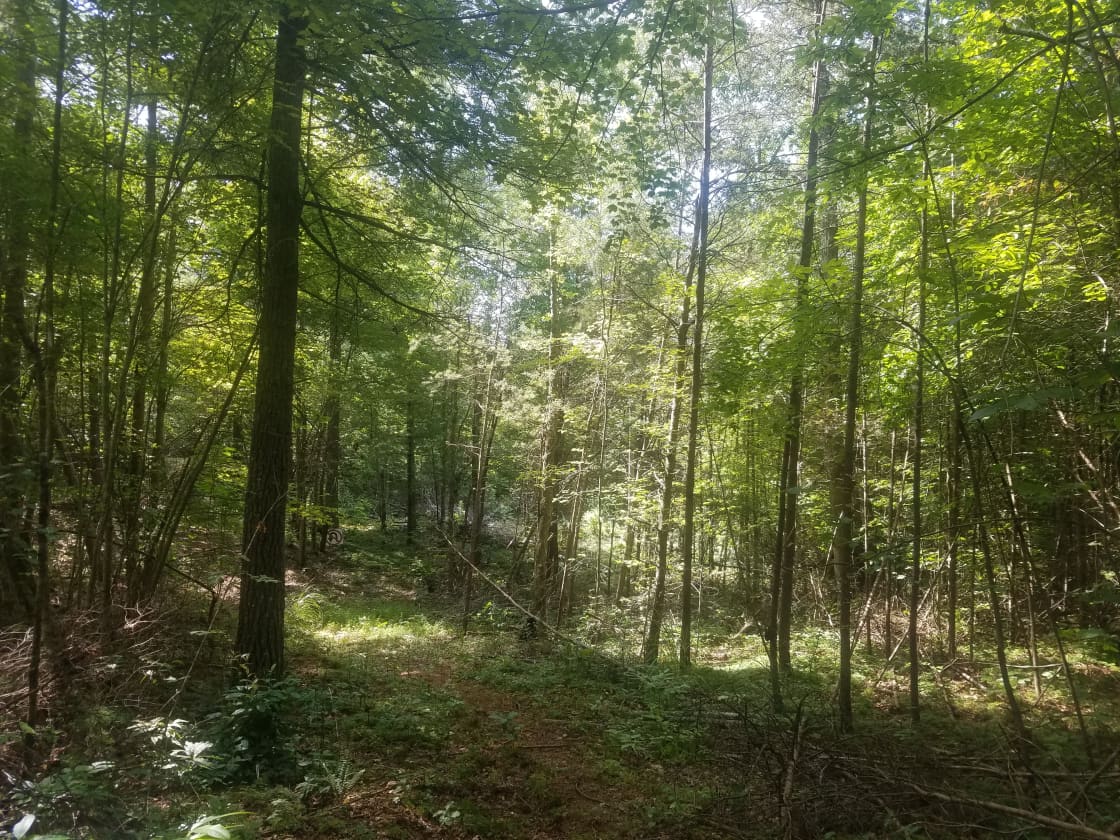 VA Forest Farm - Hipcamp in Rocky Mount, Virginia