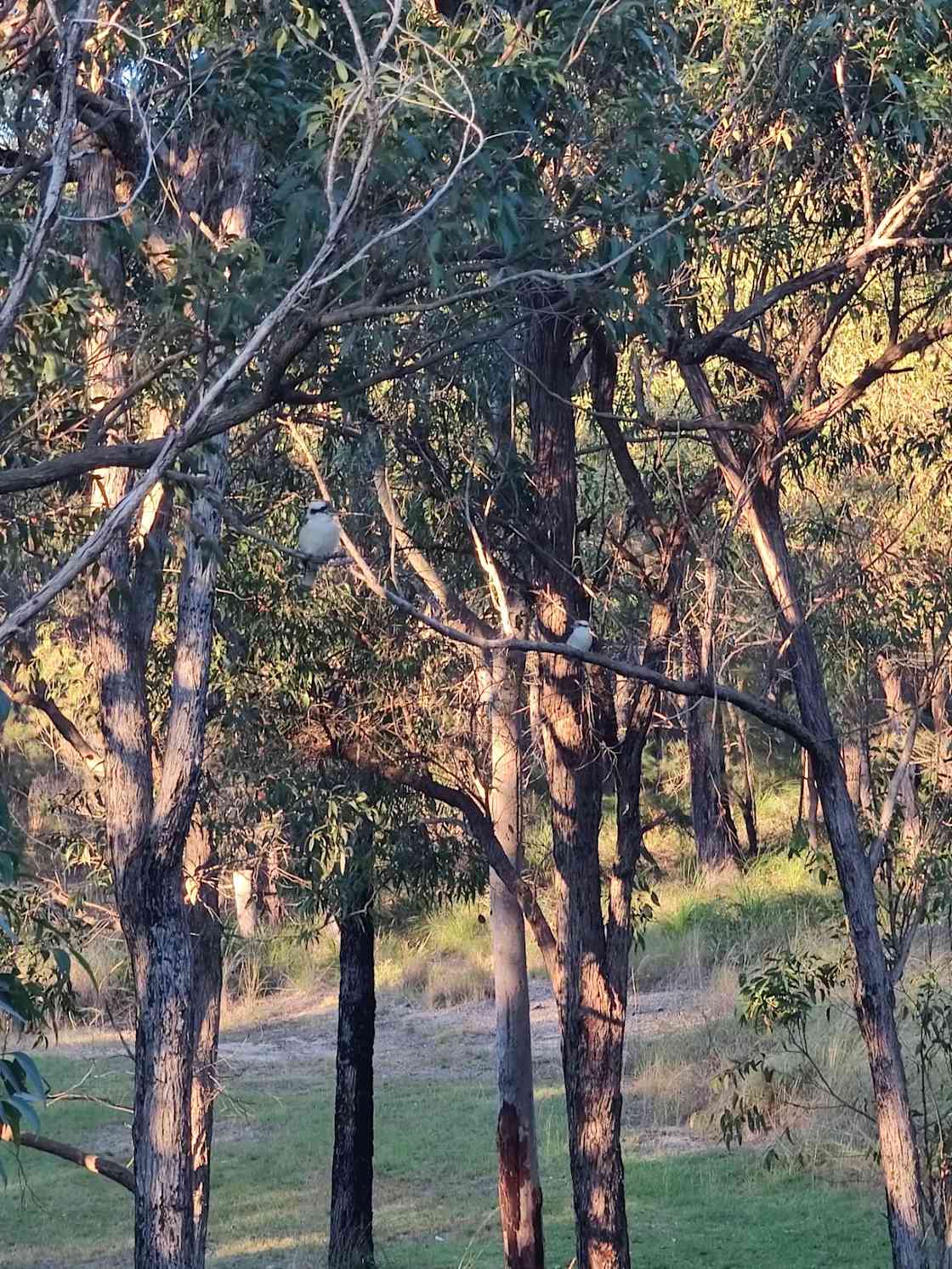 Yarrawonga Park - Hipcamp in Brightwaters, New South Wales