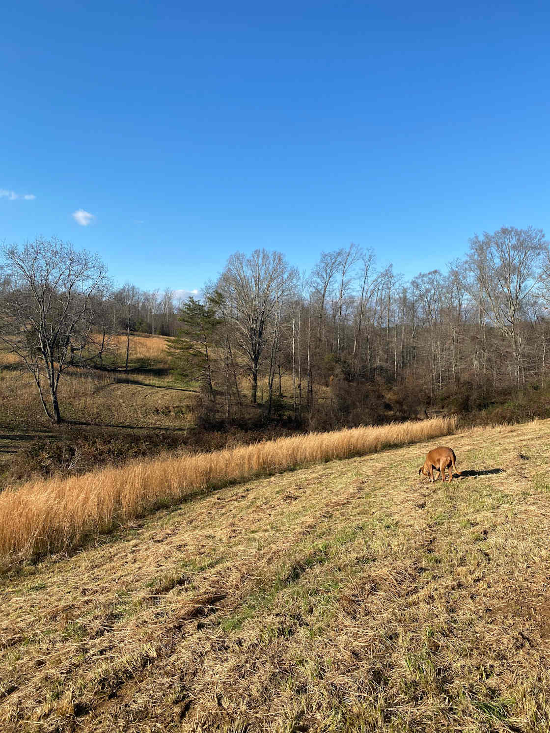 Scenic spot near Belews Lake - Hipcamp in Stokesdale, North Carolina