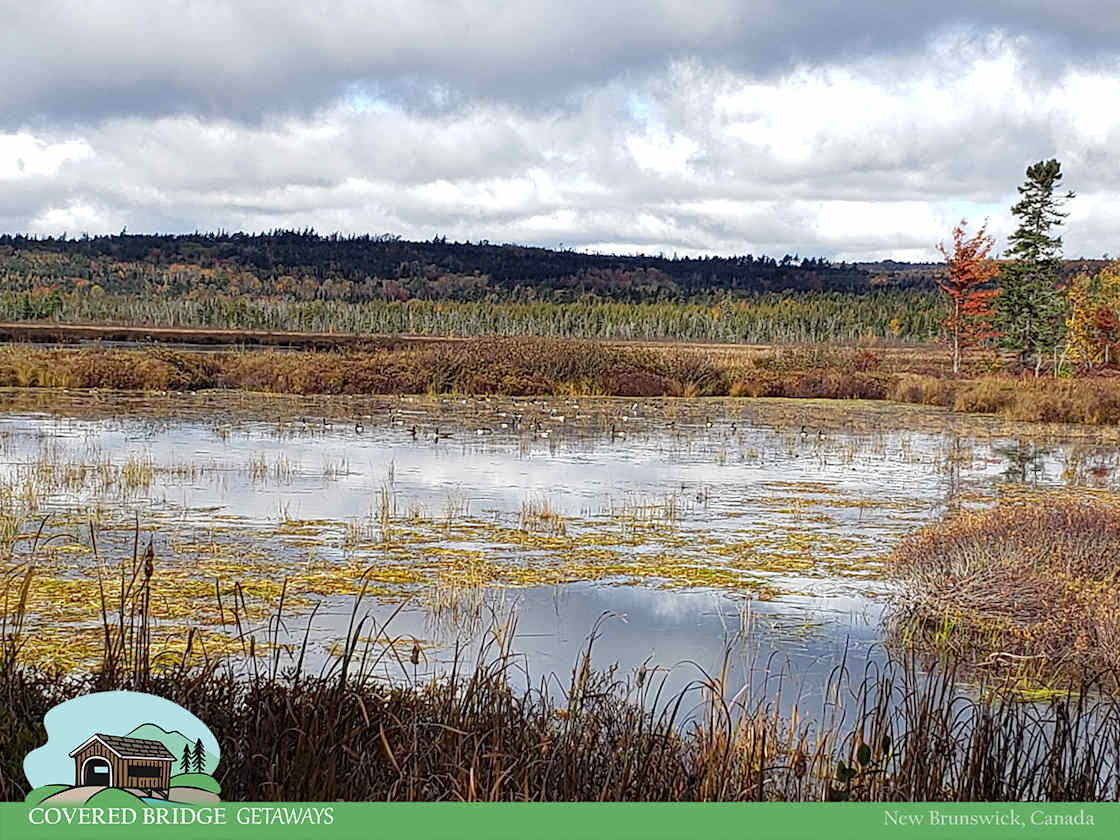 Anagance Lake Camping NB-104 - Hipcamp in Moncton, New Brunswick