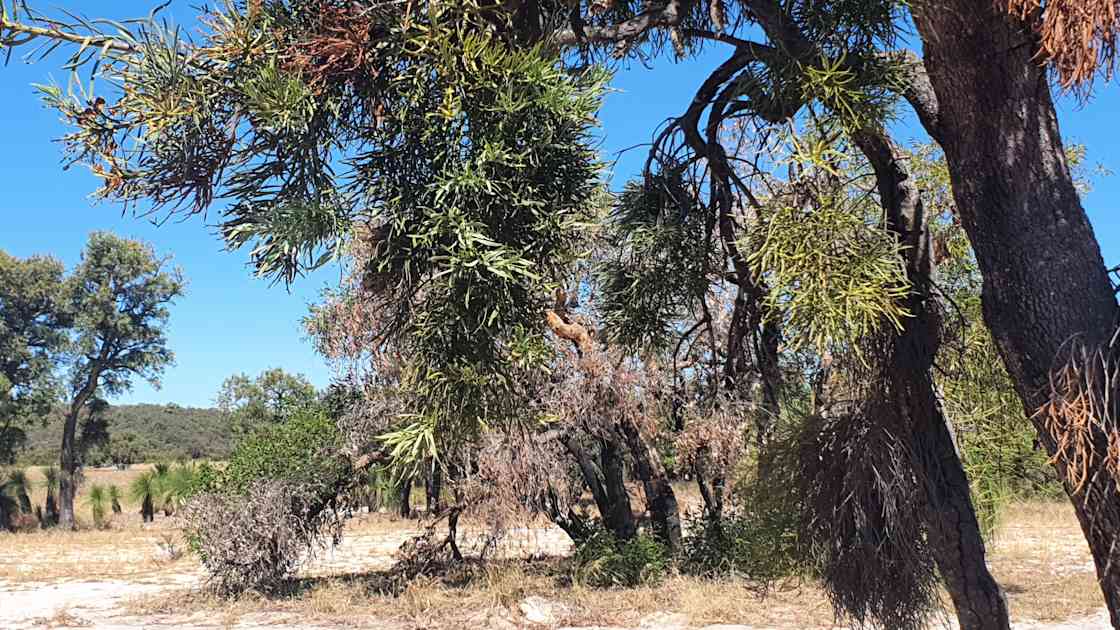 Camping Out Bush - Hipcamp in Cowalla, Western Australia