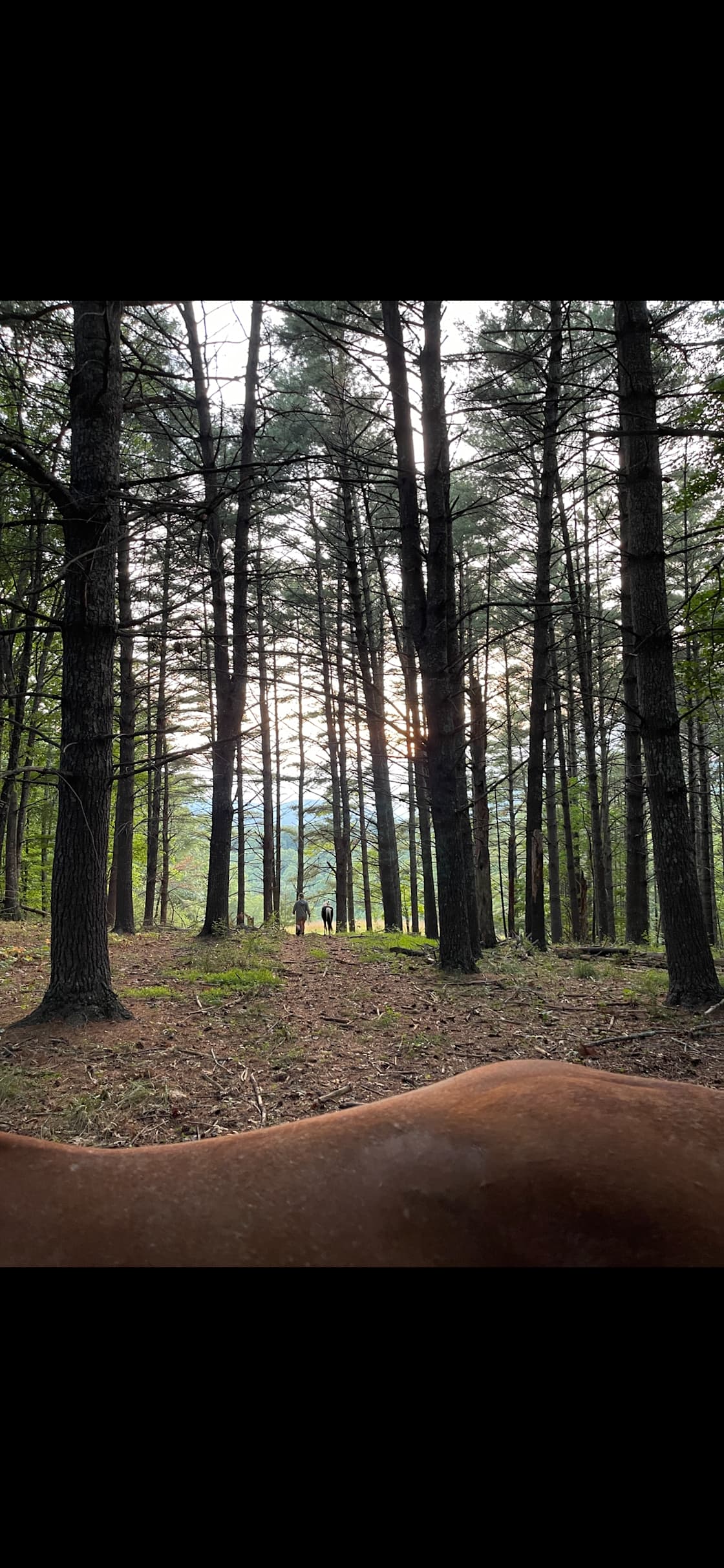 moss land - Hipcamp in Woodlawn, Virginia