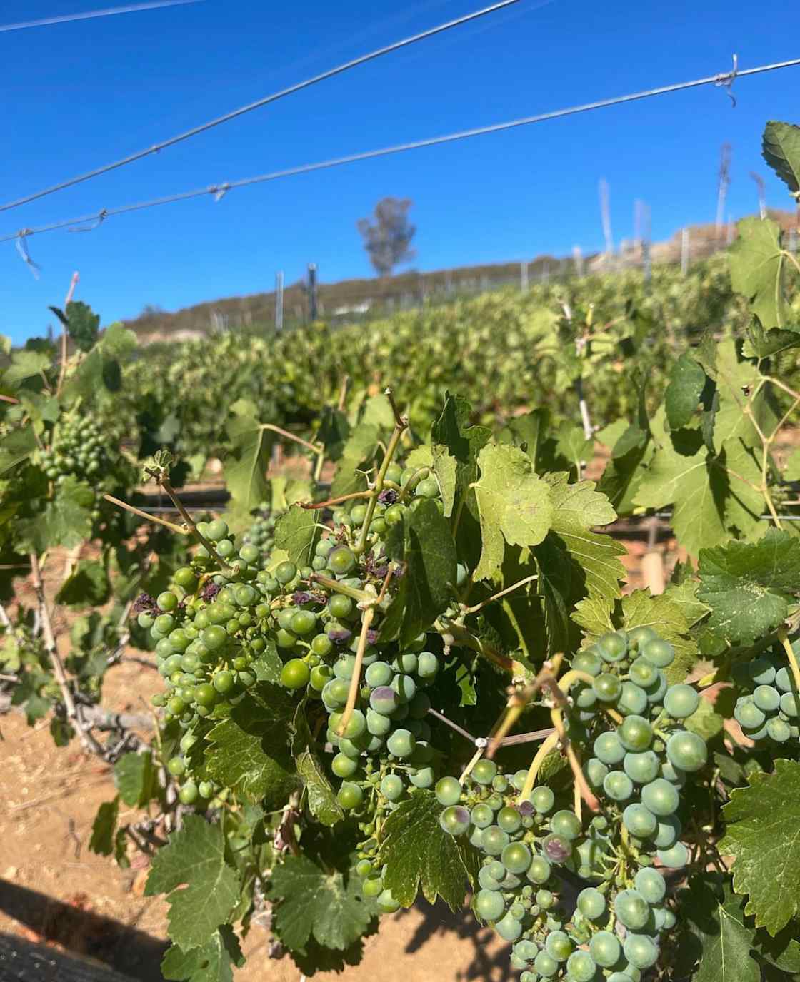 Sweet Ranch - Hipcamp in Ramona, California