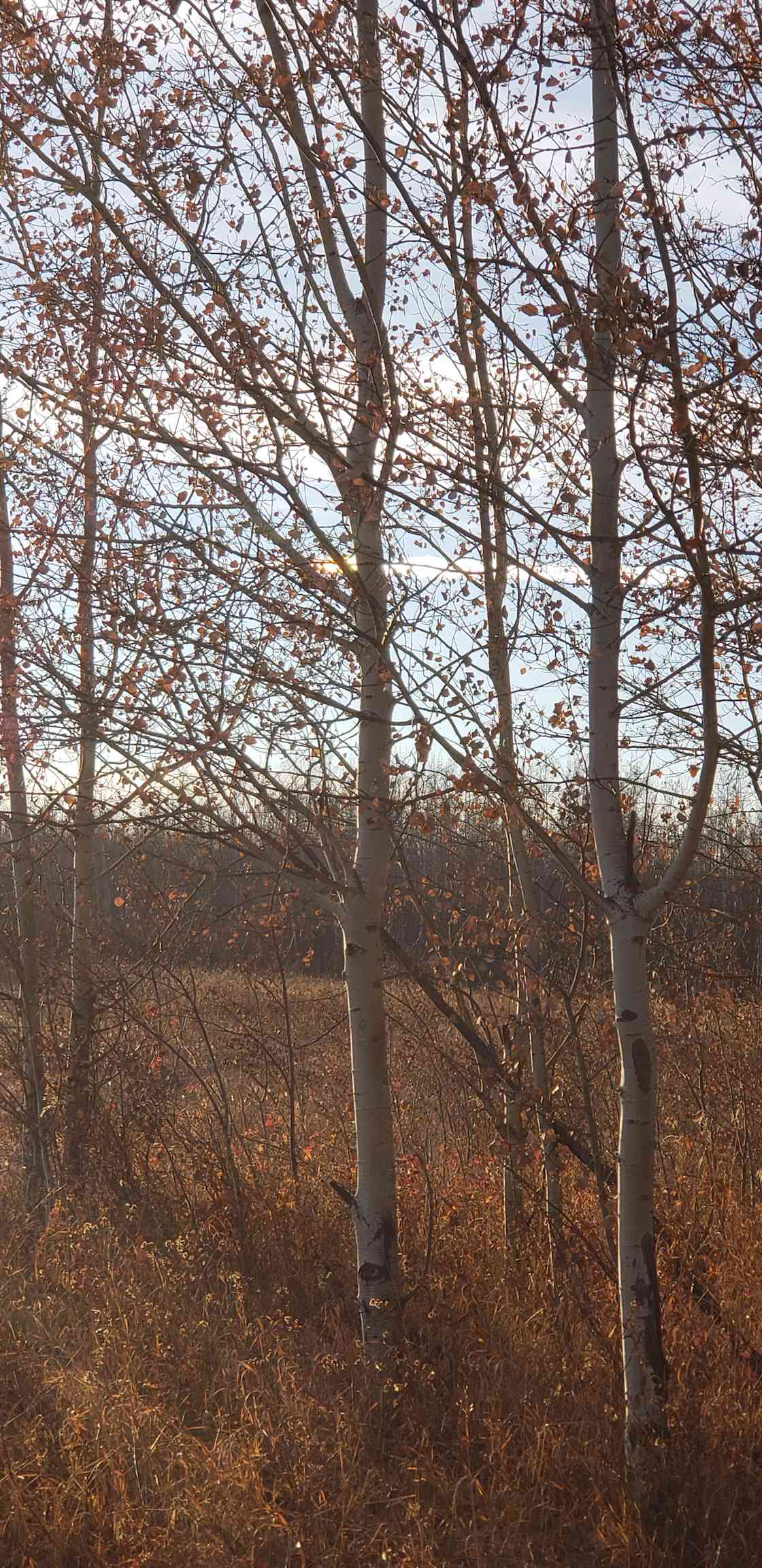 Scottyland - Hipcamp in Edmonton, Alberta