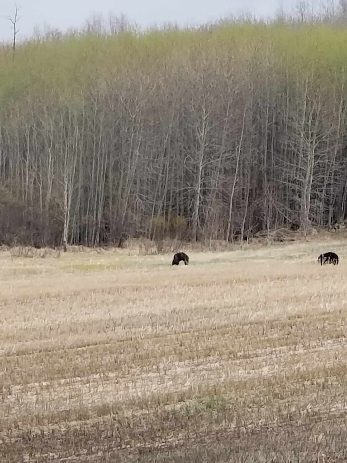 Scottyland - Hipcamp in Edmonton, Alberta