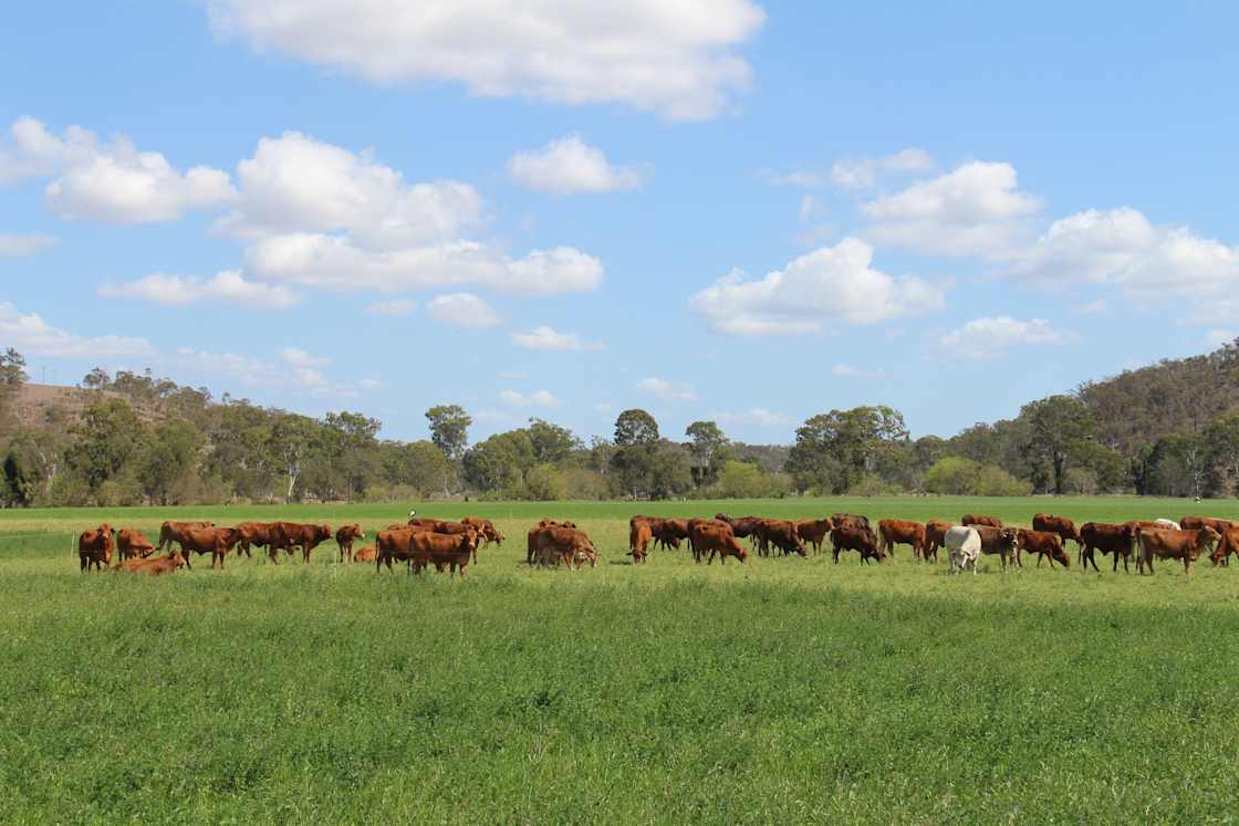 Rockview Farm - Hipcamp in Booubyjan, Queensland