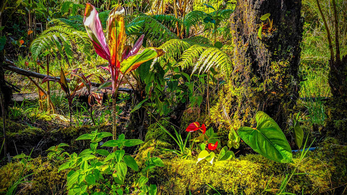 The Hapu'u Hideaway - Hipcamp in Mountain View, Hawaii