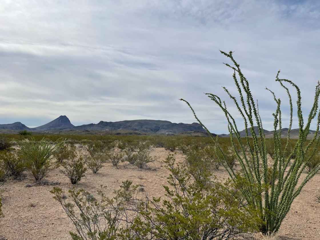 Ocotillo Flats Camping - Hipcamp in Study Butte, Texas
