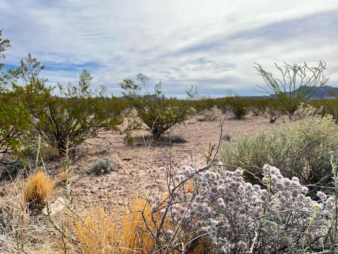 Ocotillo Flats Camping - Hipcamp in Study Butte, Texas