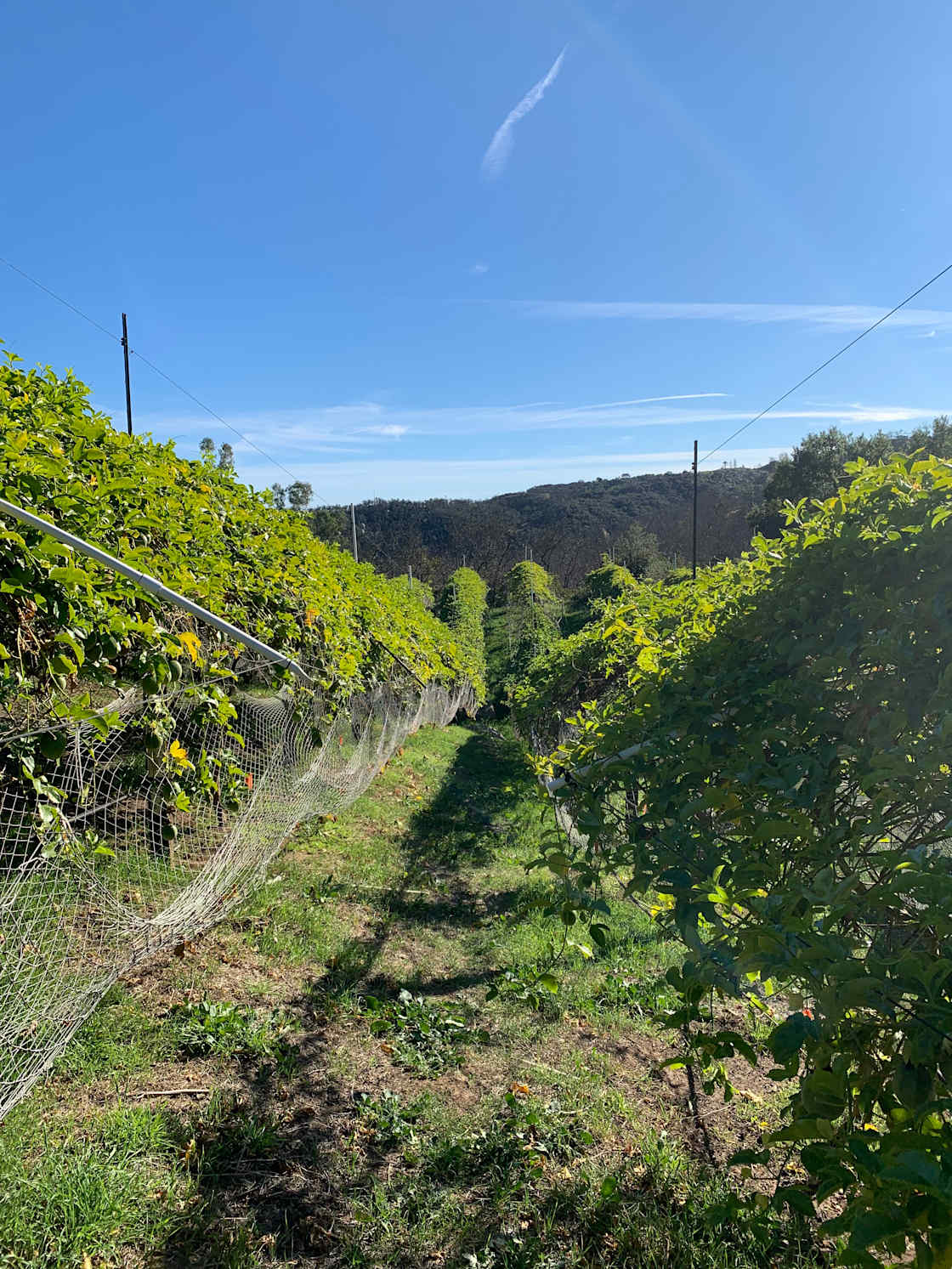 Pepper Family Farm - Hipcamp in Fallbrook, California