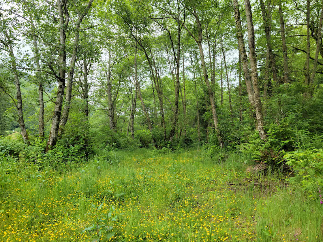 Kilchis River Retreat - Hipcamp in Idaville, Oregon