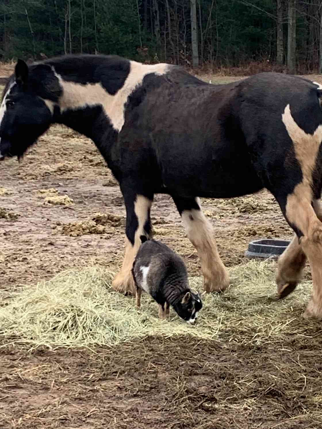 CK Ranch Camp - Hipcamp in Bear Lake, Michigan