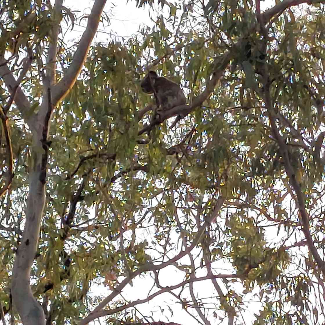 Northbrook Skies Camping - Hipcamp in Fernvale, Queensland