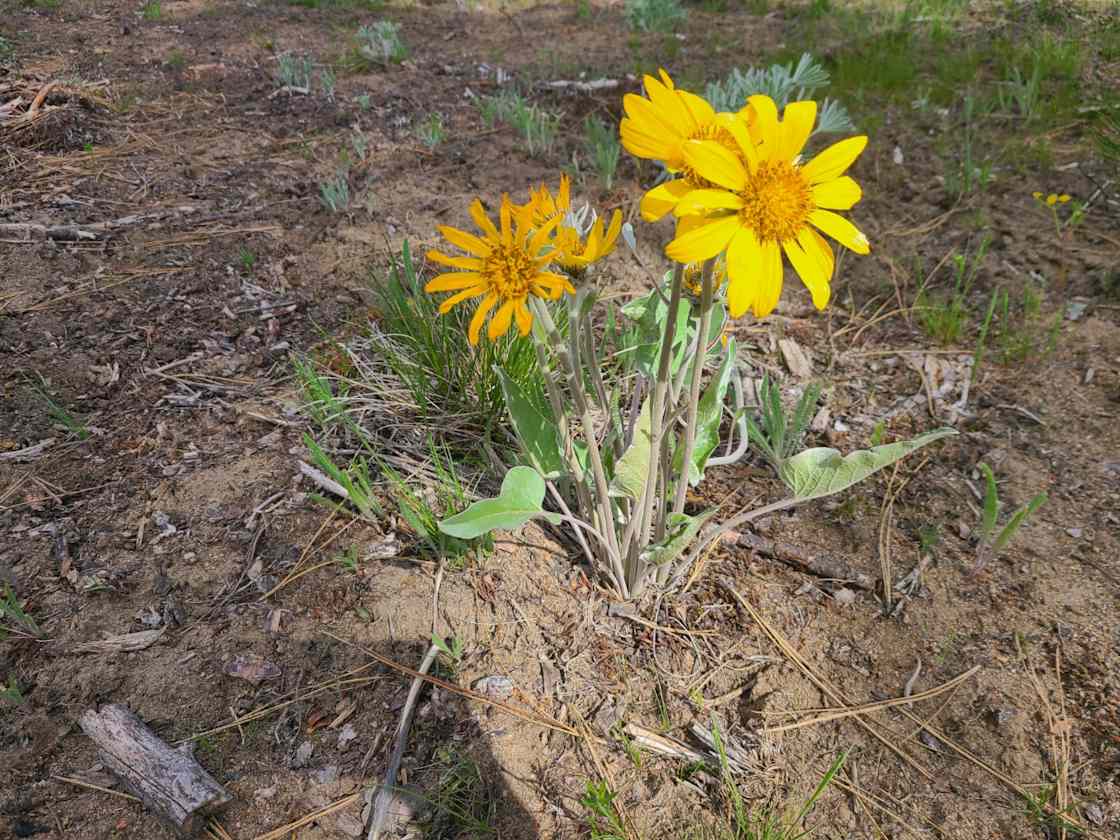 Misty meadows campground - Hipcamp in Ford, Washington