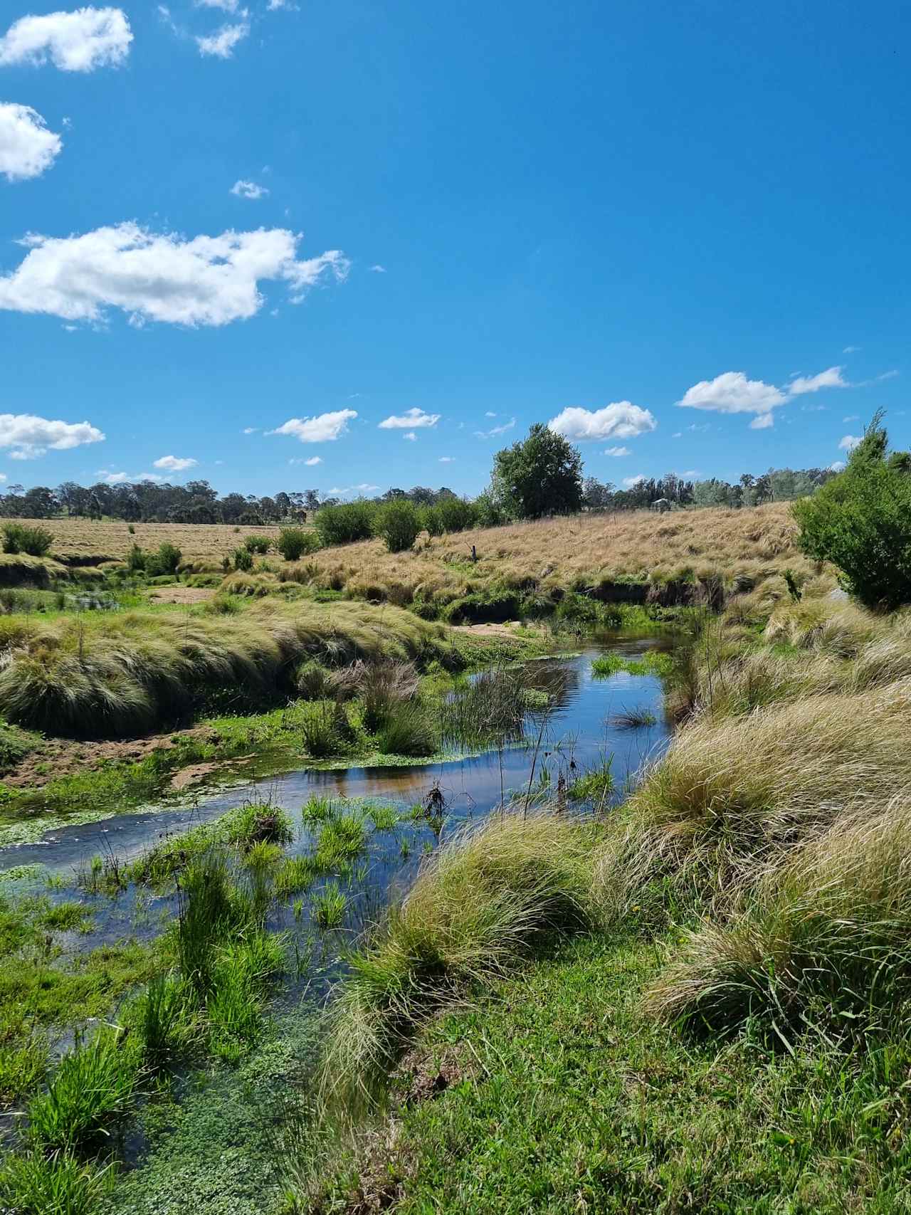 Mossy Bottom Farm - Hipcamp in Tenterfield, New South Wales