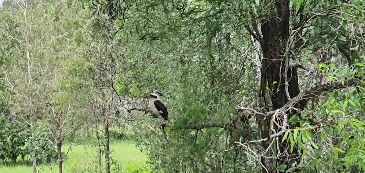 Haigslea Bush Camp - Hipcamp in Haigslea, Queensland
