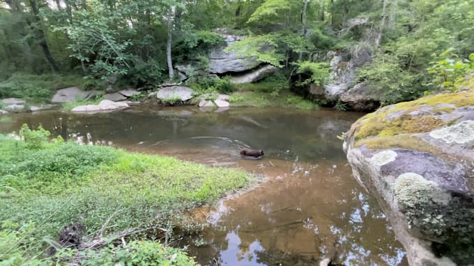 Thunder Canyon Campground - Hipcamp in Ider, Alabama