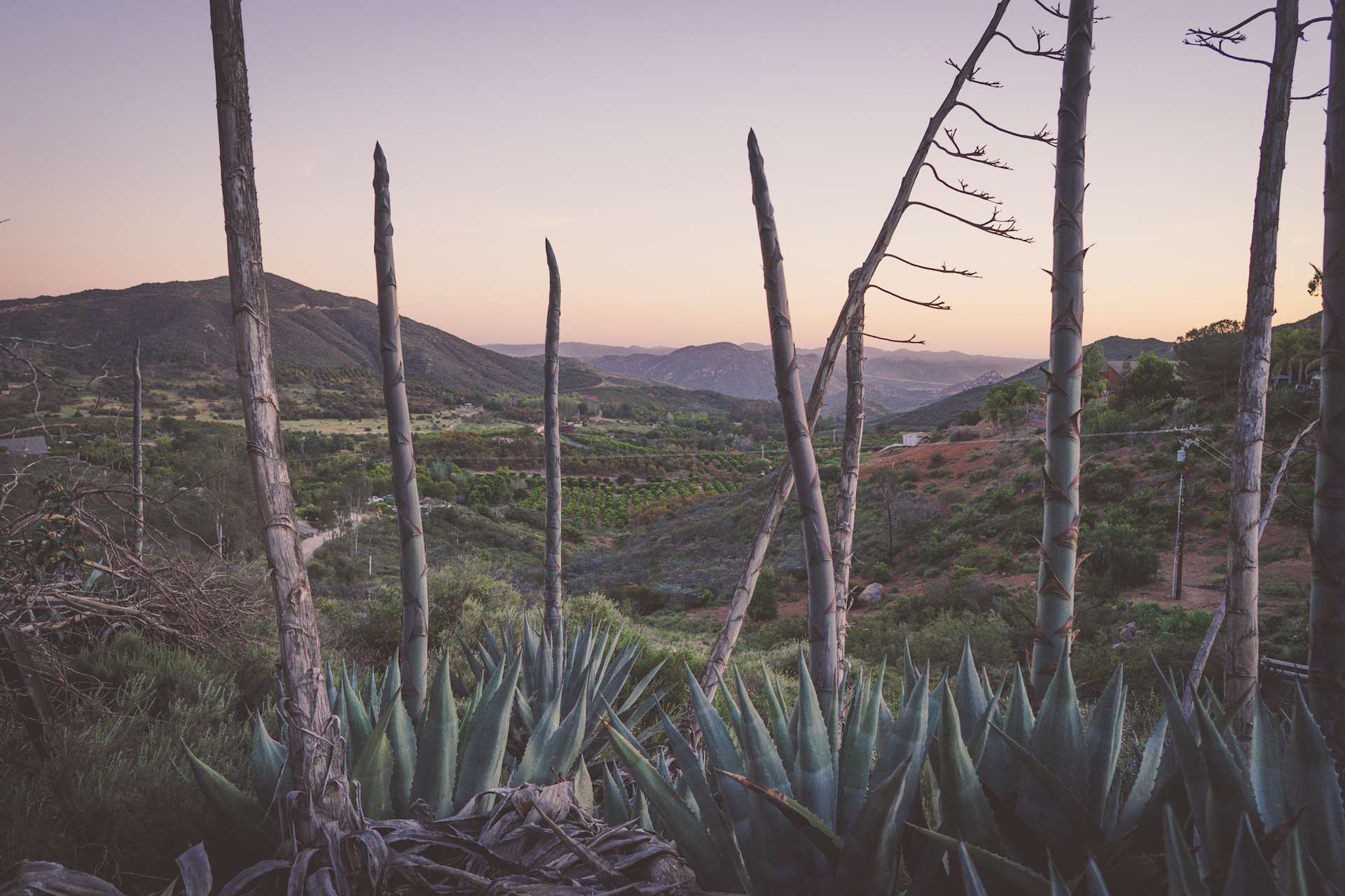 Enchanting Blueberry Farm - Hipcamp in Fallbrook, California