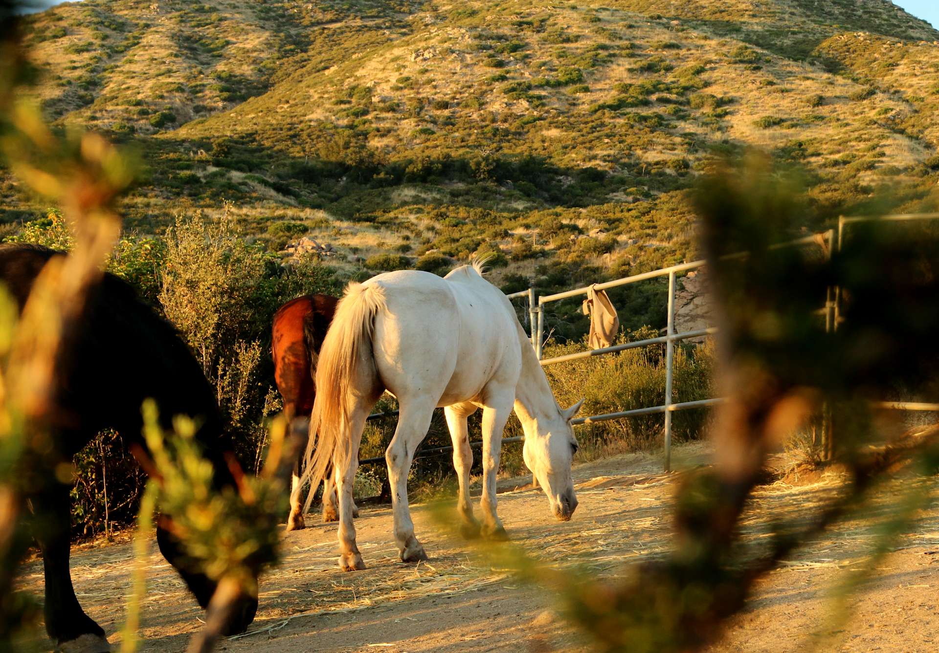 Hear Horses Whispering - Hipcamp in Ranchita , California