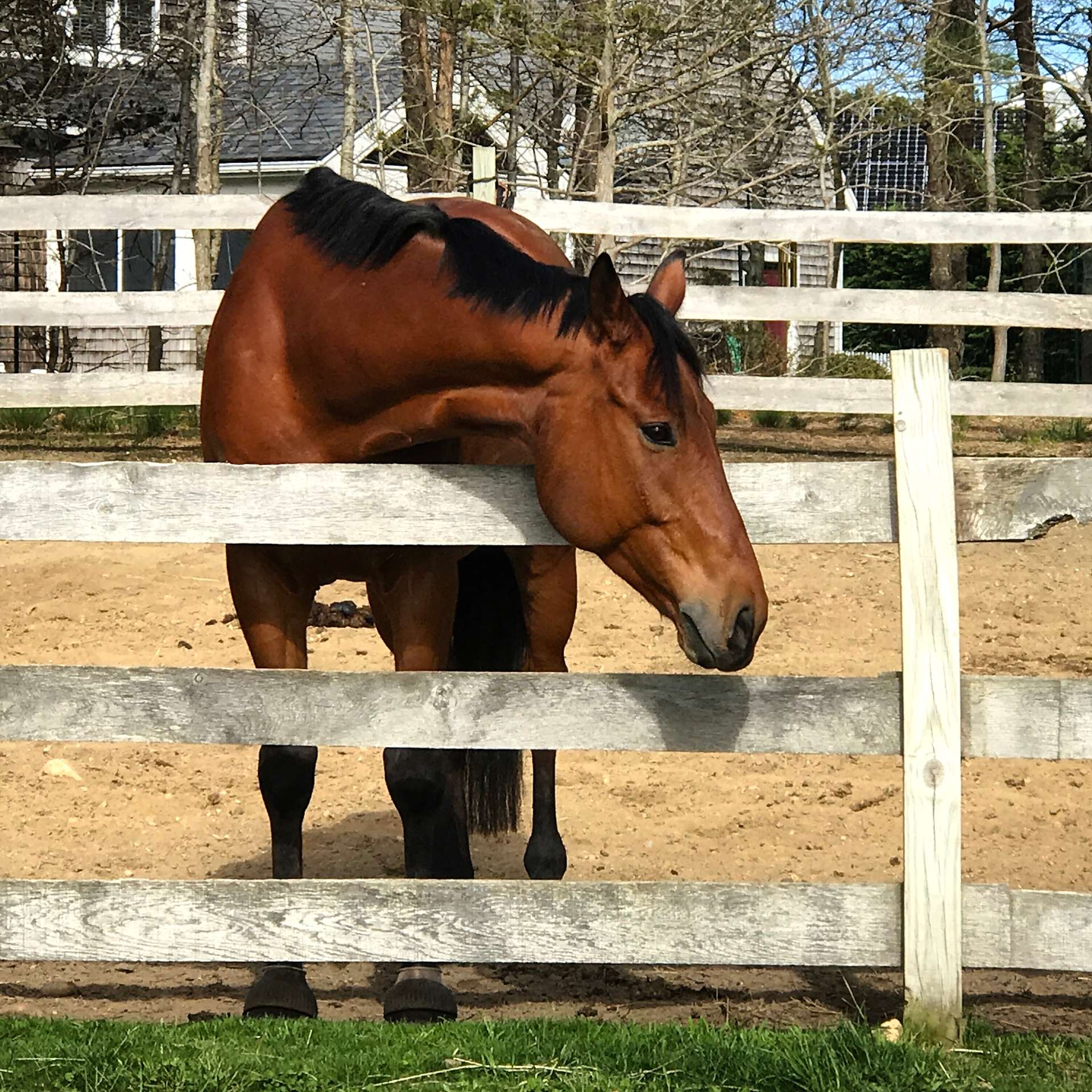 Cape Cod Horse Farm - Hipcamp in Harwich, Massachusetts