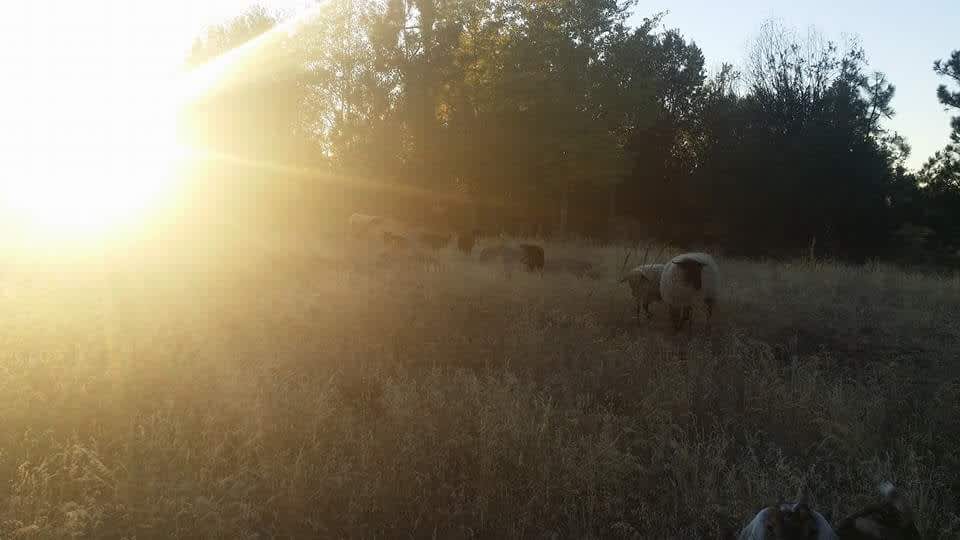 Freedom Hooves Ranch - Hipcamp in Edwall, Washington