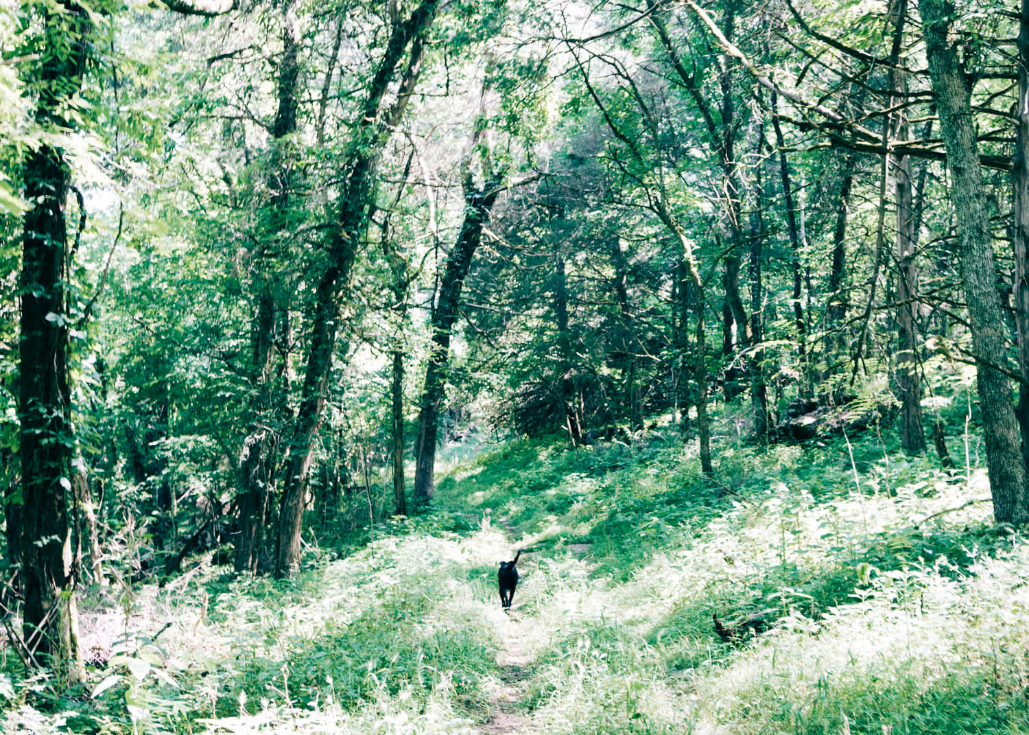 Quarter Spring Farm - Hipcamp in Liberty, Tennessee