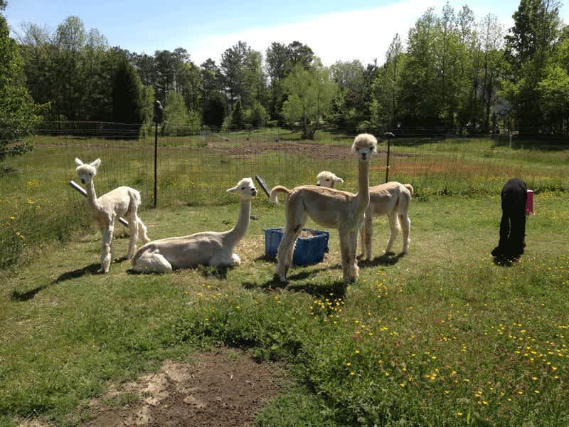 ALPACAS UNDER THE MOON... - Hipcamp in Richmond, Virginia