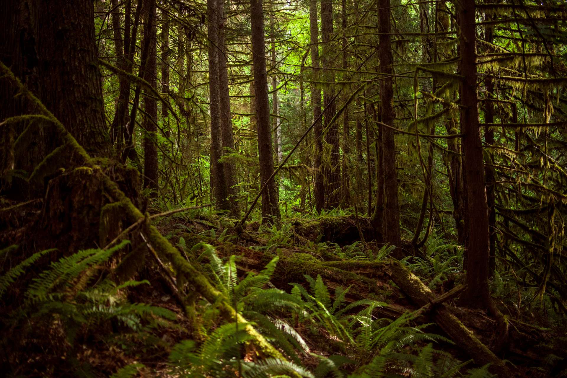 Cedar + Fern - Hipcamp in Quilcene, Washington