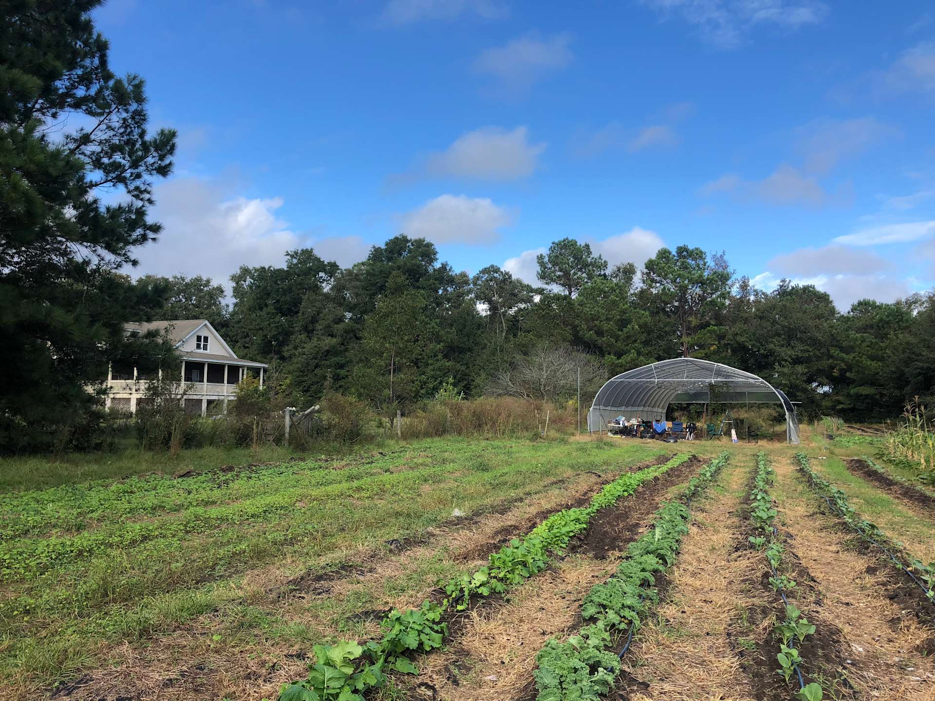 Friendly Fowl Farm - Hipcamp in Saint Helena Island, South Carolina