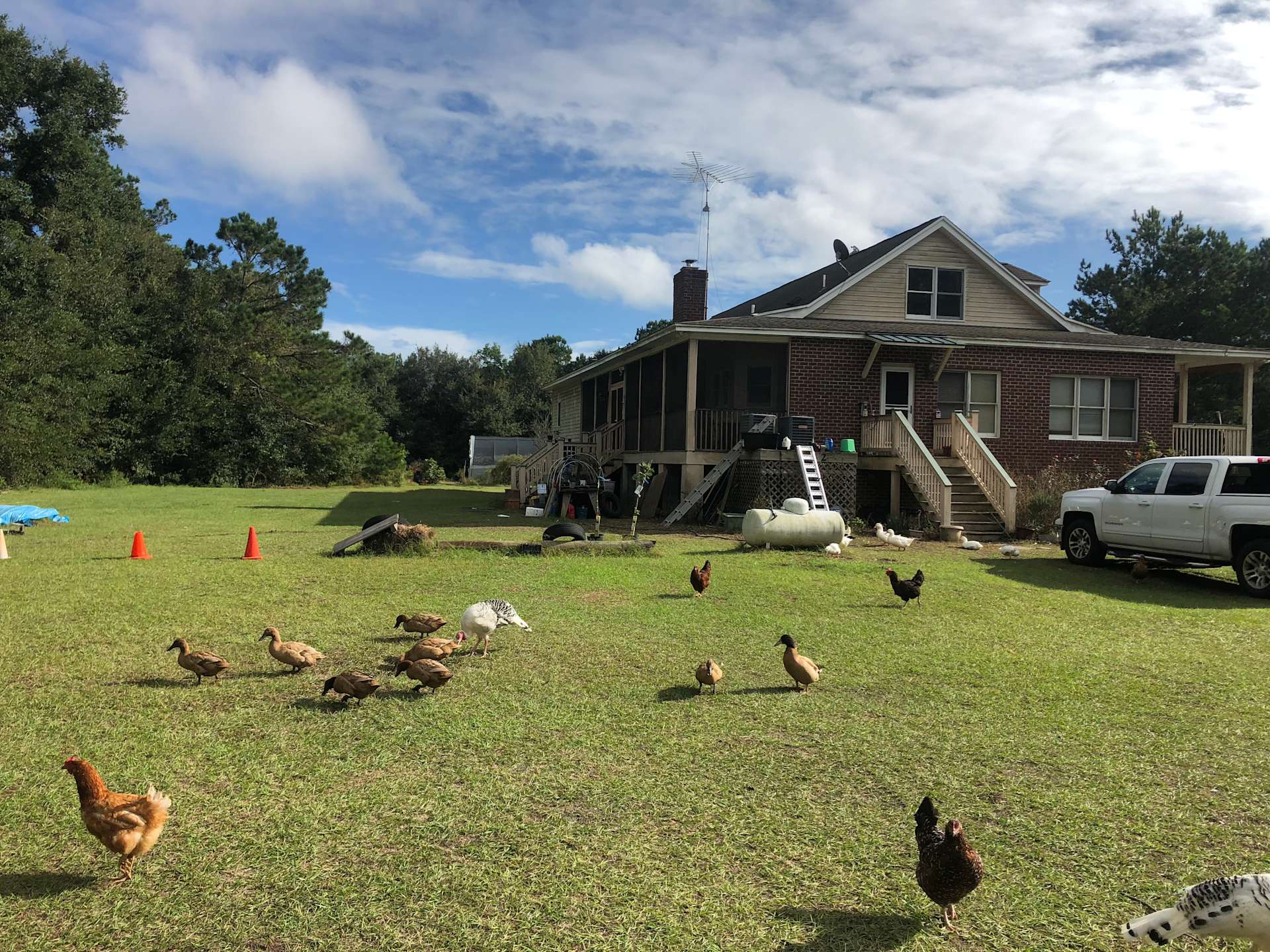 Friendly Fowl Farm - Hipcamp in Saint Helena Island, South Carolina