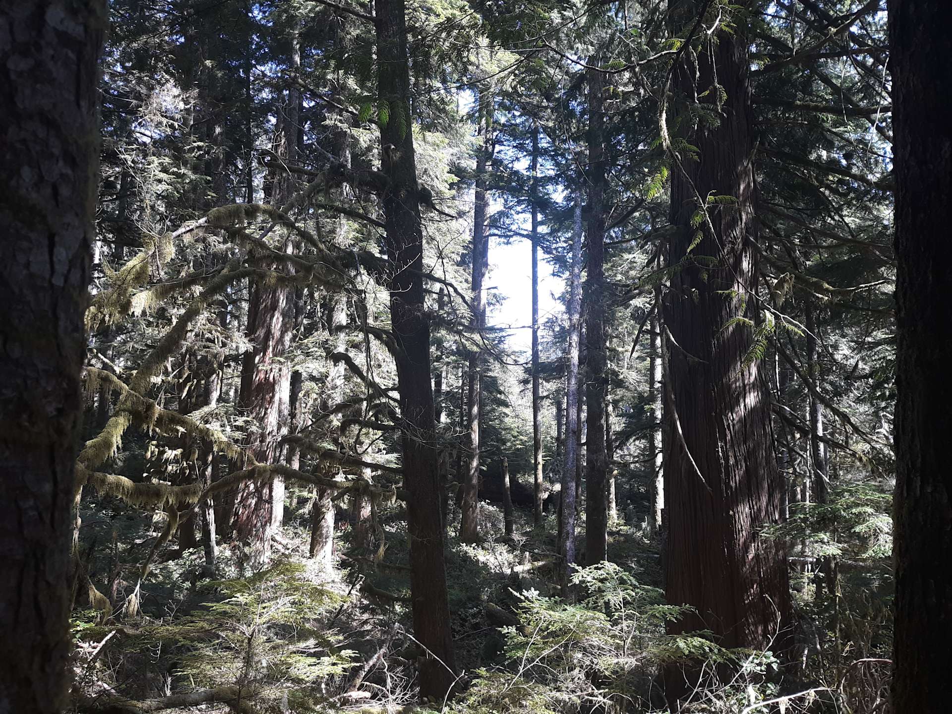 sol duc rainforest retreat - Hipcamp in Port Angeles, Washington