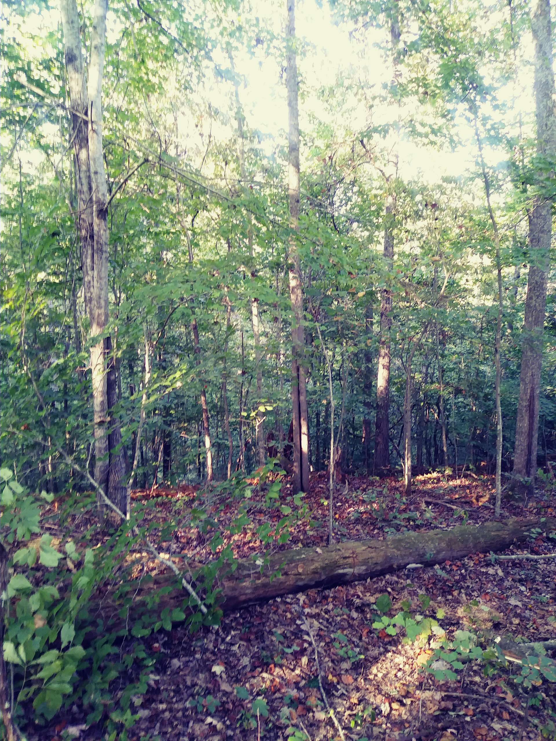 Millbranch Farm - Hipcamp in Adams, Kentucky