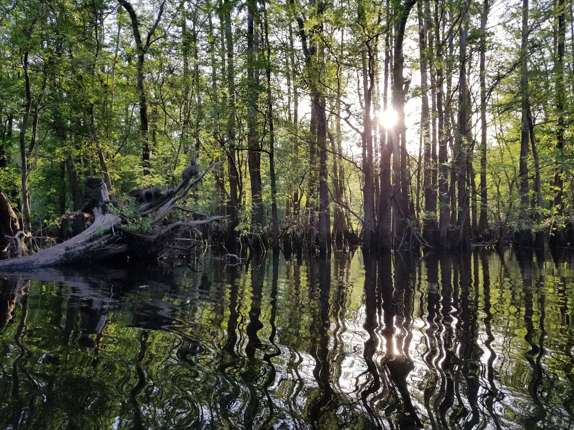 Black River Camping Ventures - Hipcamp in Ivanhoe, North Carolina