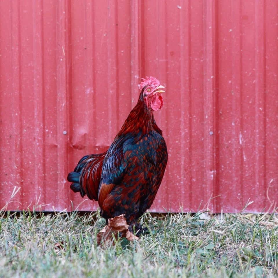 Camping with Unruly Goats - Hipcamp in Groveport, Ohio