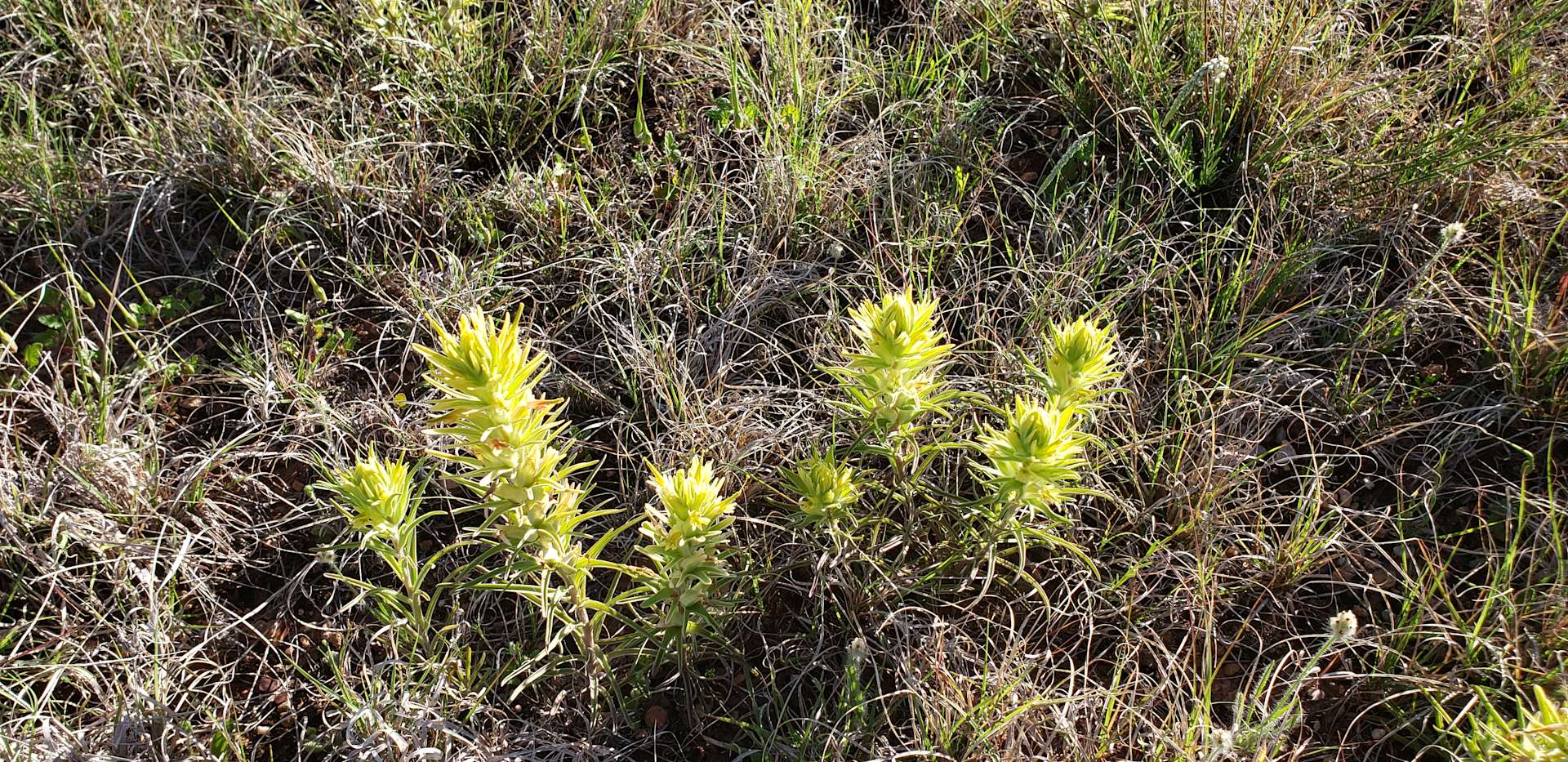 Lightning Ranch - Hipcamp in Merkel, Texas