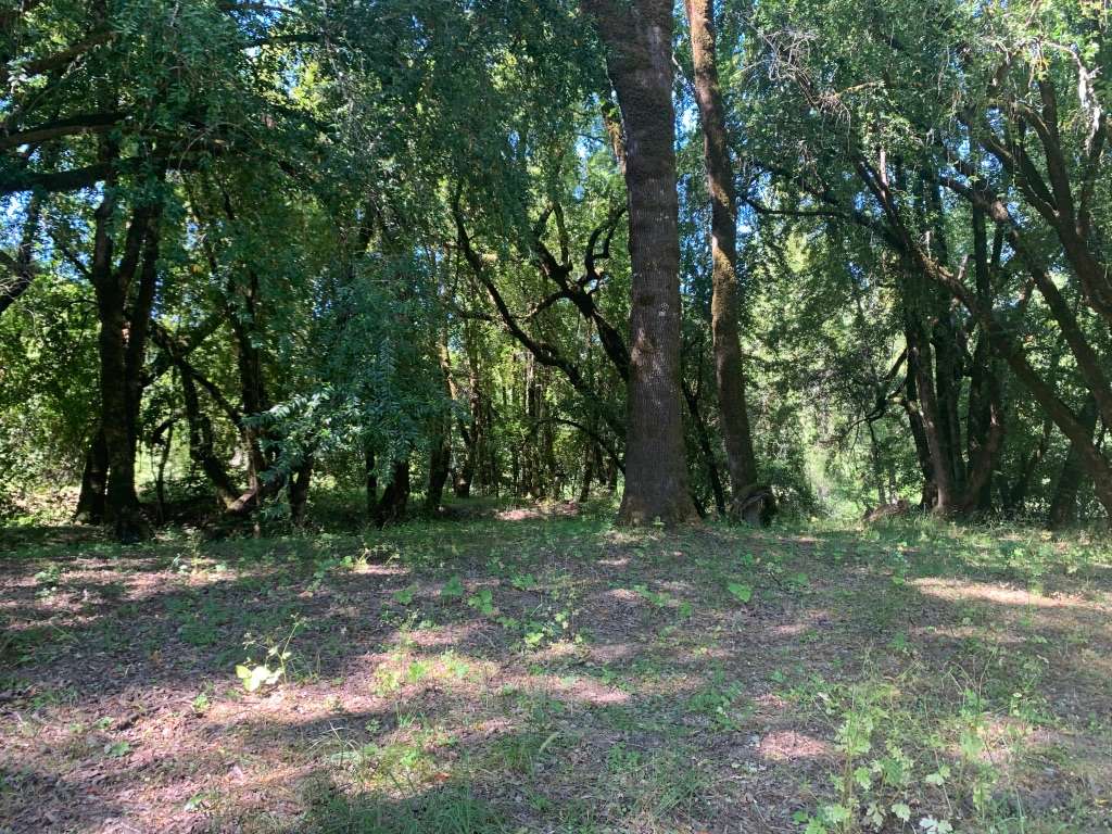 Black Oak Ranch - Hipcamp in Laytonville, California