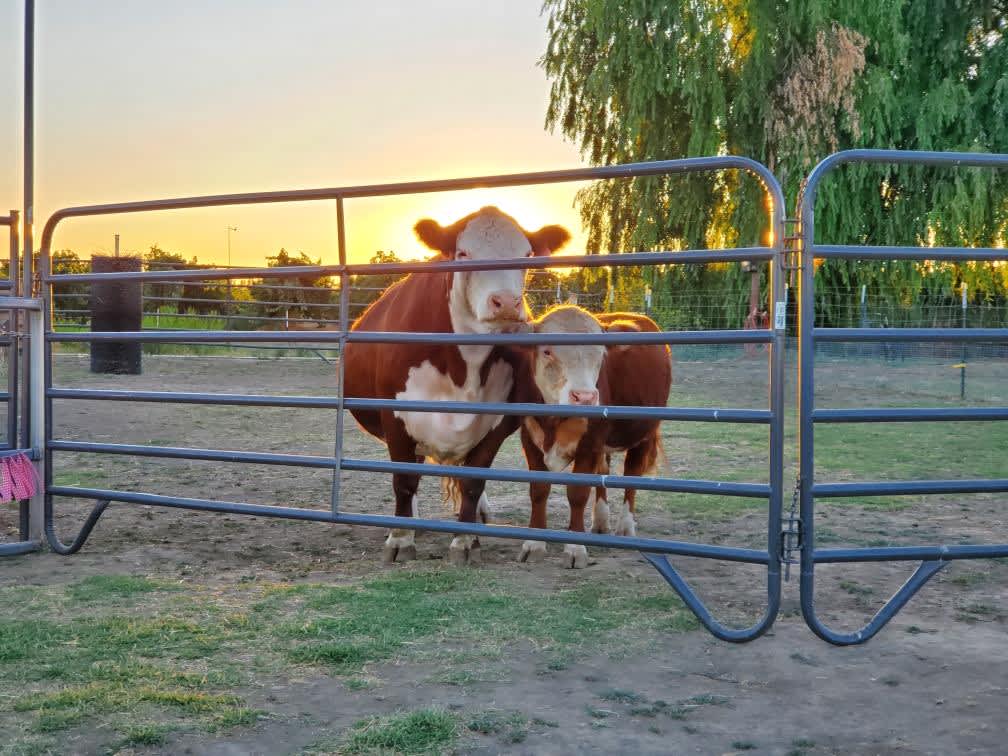The Meadows at Isleton - Hipcamp in Isleton, California