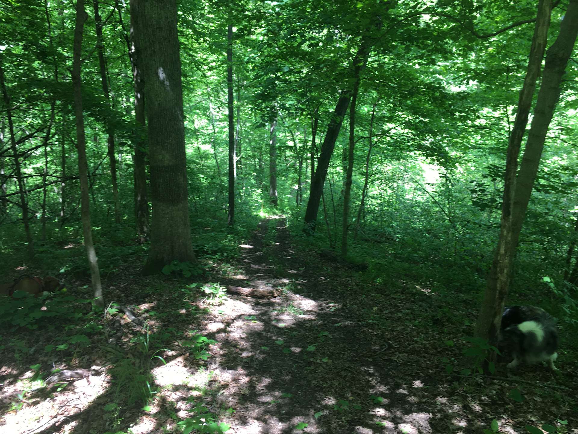 Away In The Woods - Hipcamp in Alma, Illinois