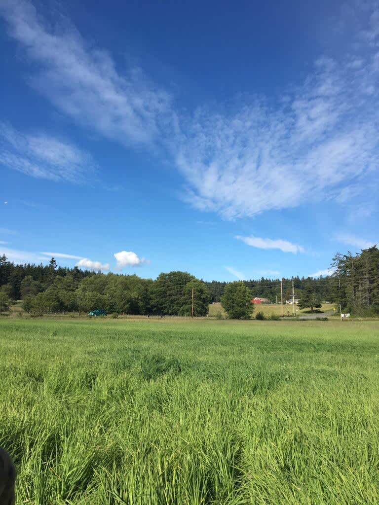 Ducken Farm Camping - Hipcamp in Oak Harbor, Washington